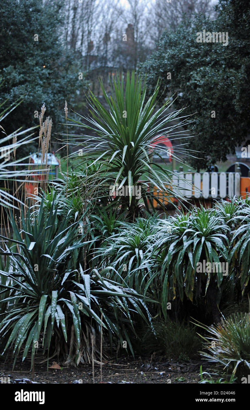 Brighton Sussex UK 14 January 2013 - Snow on palm trees in Queens Park ...