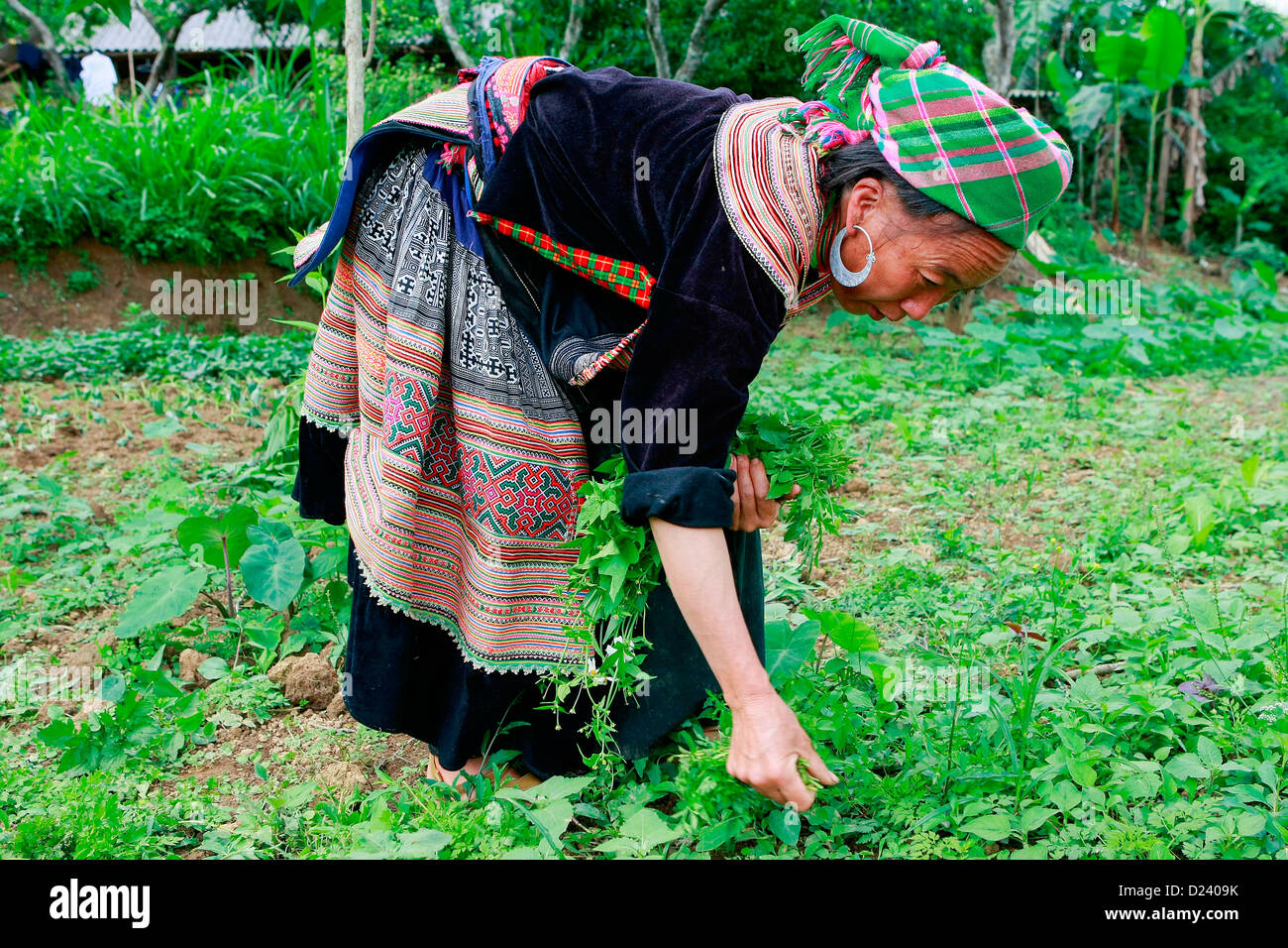 A Flower H'mong tribeswoman gathering crops from her garden at a ...