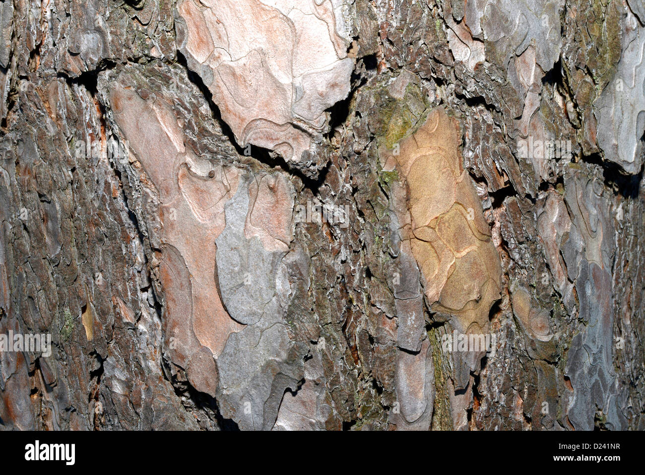 An aged tree bark texture as background Stock Photo - Alamy