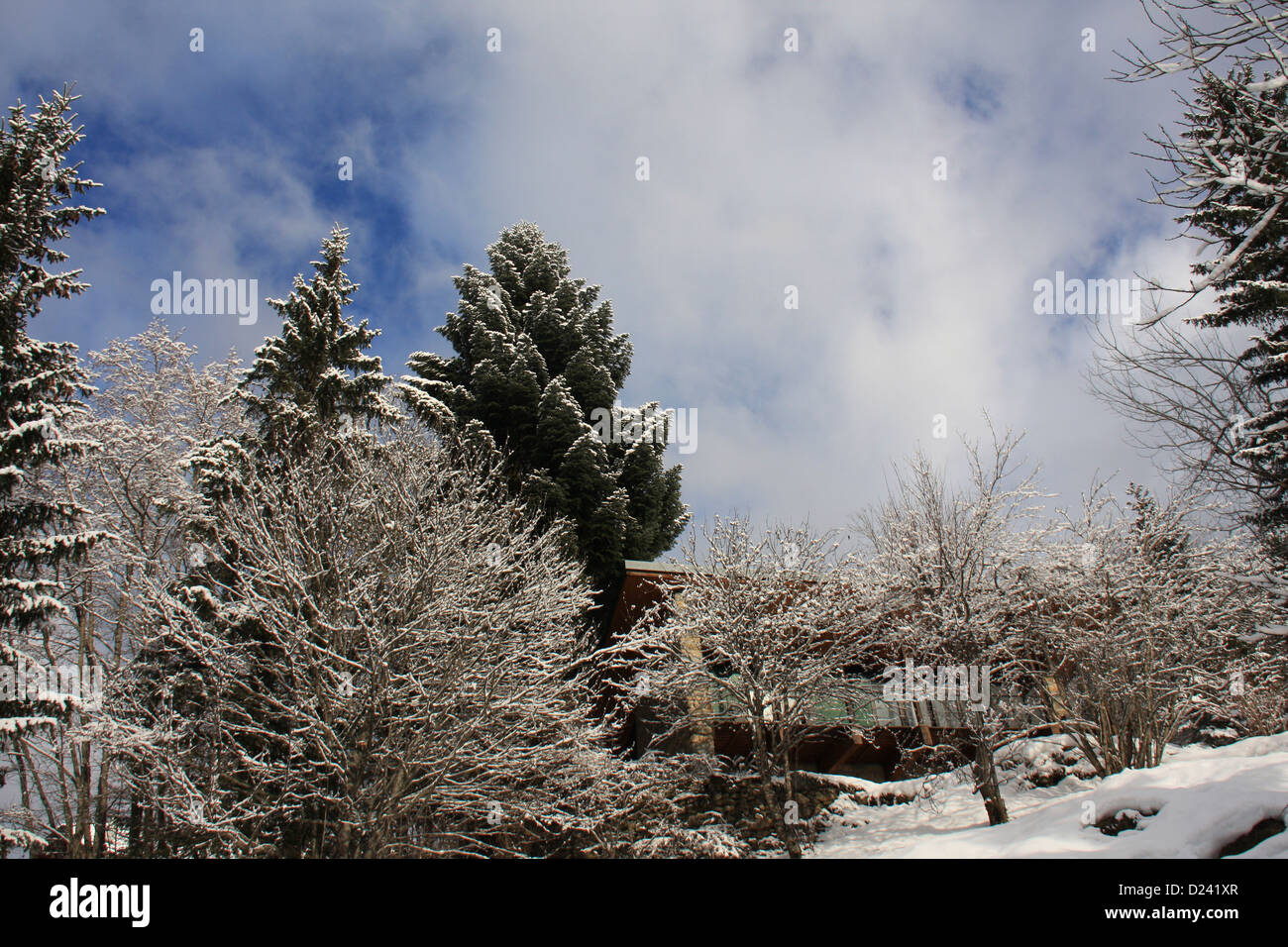 Chalet hiding behind the trees on a Hill Stock Photo - Alamy