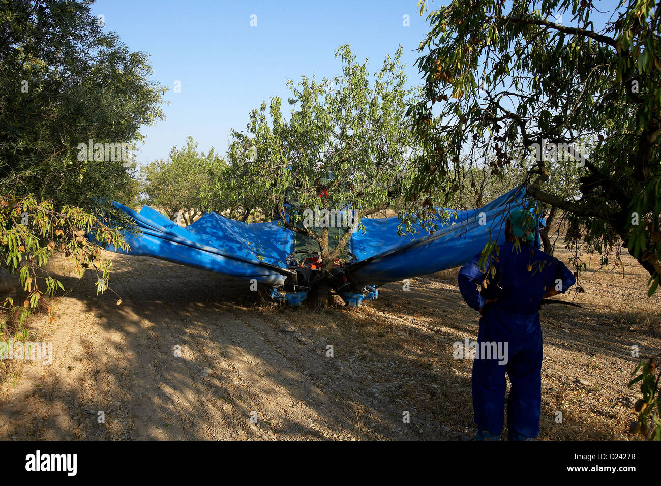 Almond harvest machine hi-res stock photography and images - Alamy