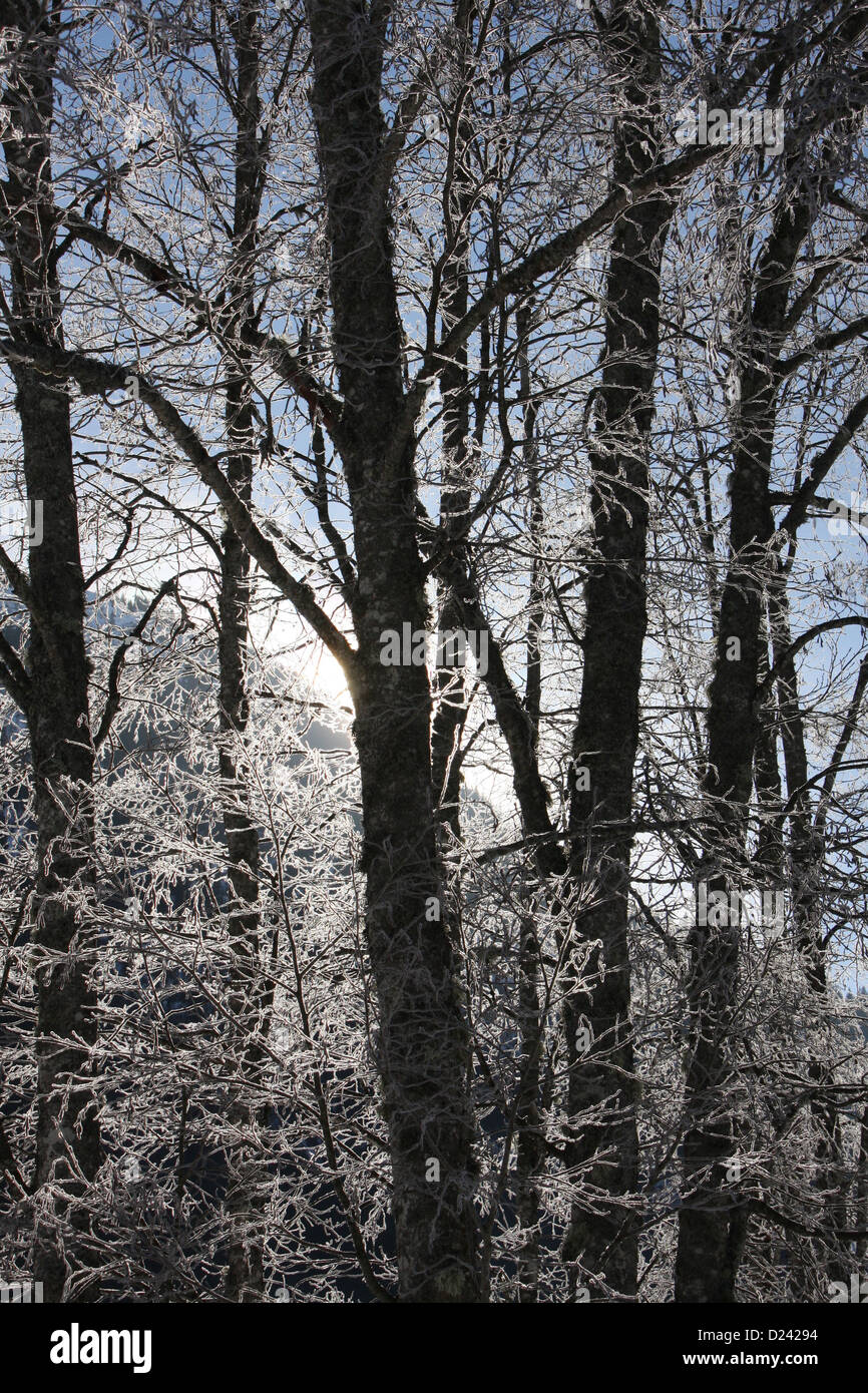 Sun hiding behind trees Stock Photo - Alamy