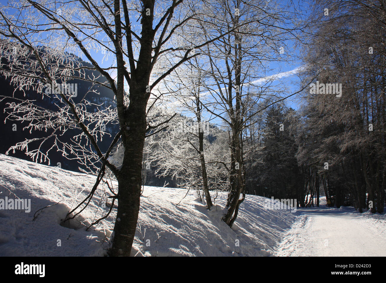 Sun hiding behind trees Stock Photo - Alamy