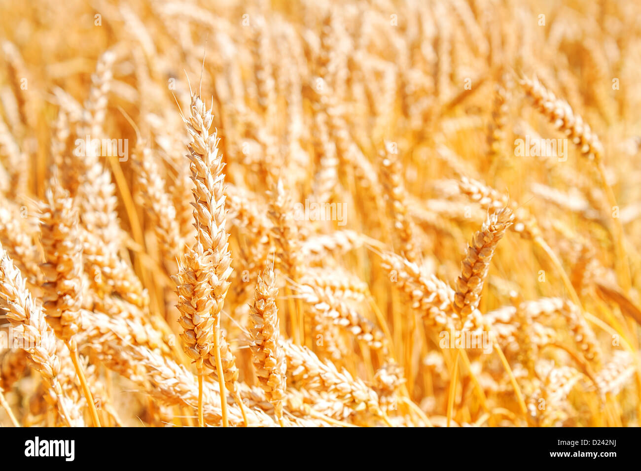 Gold wheat field Stock Photo - Alamy