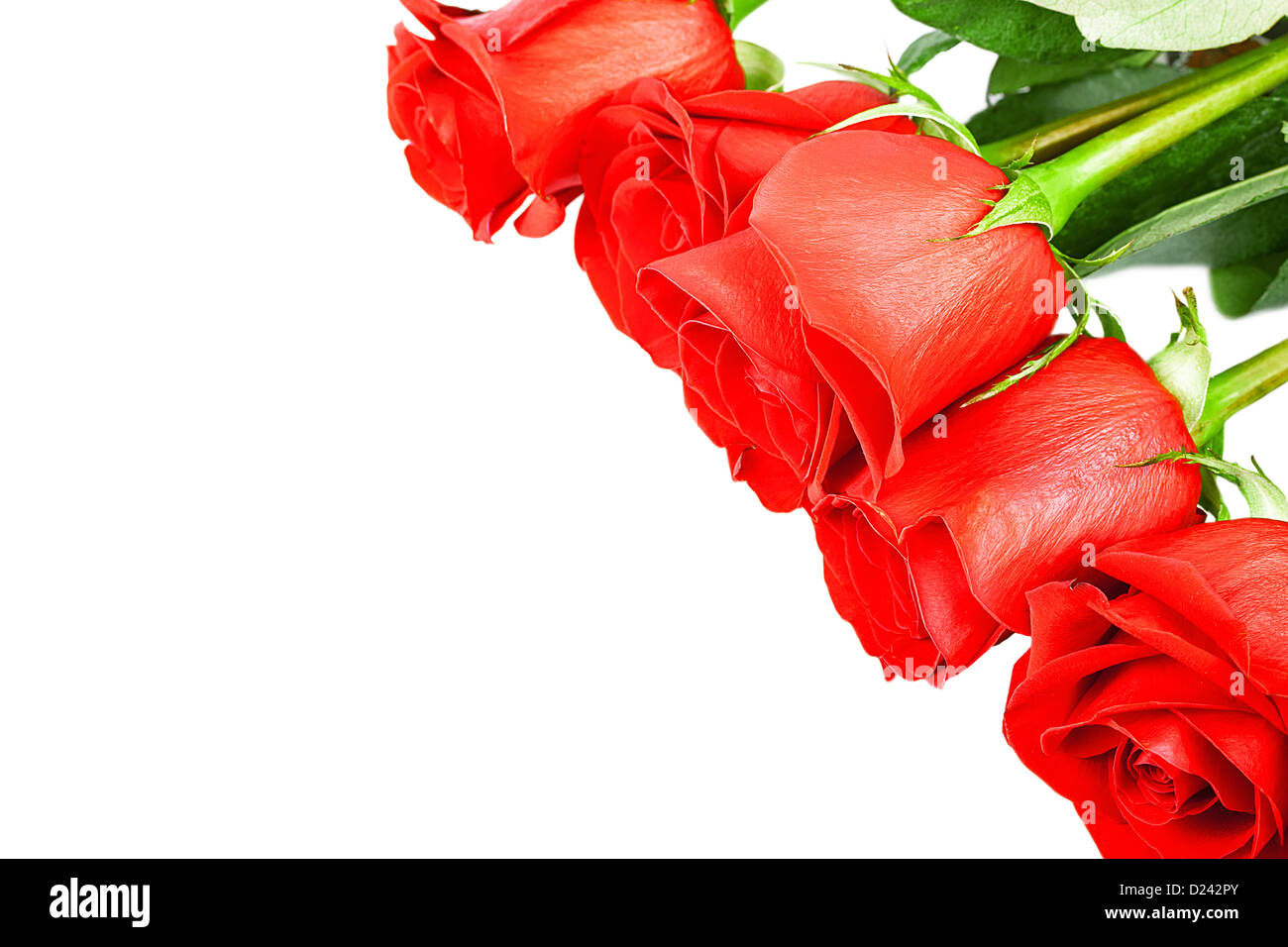 Red roses on the white background Stock Photo - Alamy