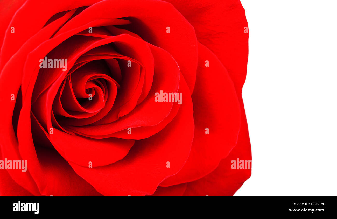 Red rose on the white background Stock Photo - Alamy
