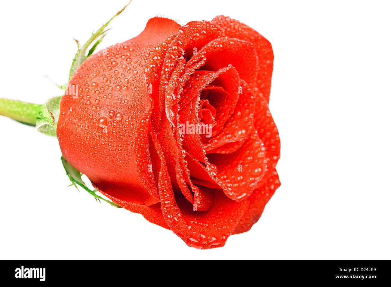 Red rose on the white background Stock Photo - Alamy