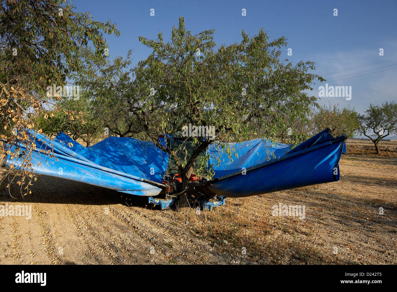 Almond Harvest Machine Stock Photos & Almond Harvest Machine Stock ...
