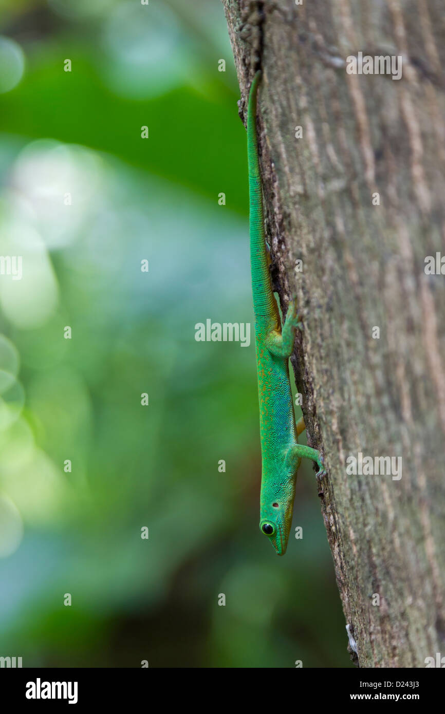 Seychelles giant day gecko hi-res stock photography and images - Alamy