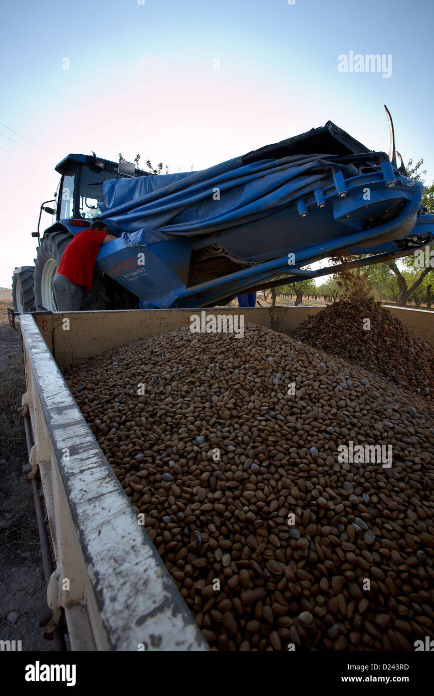 Almond harvest machine hi-res stock photography and images - Alamy