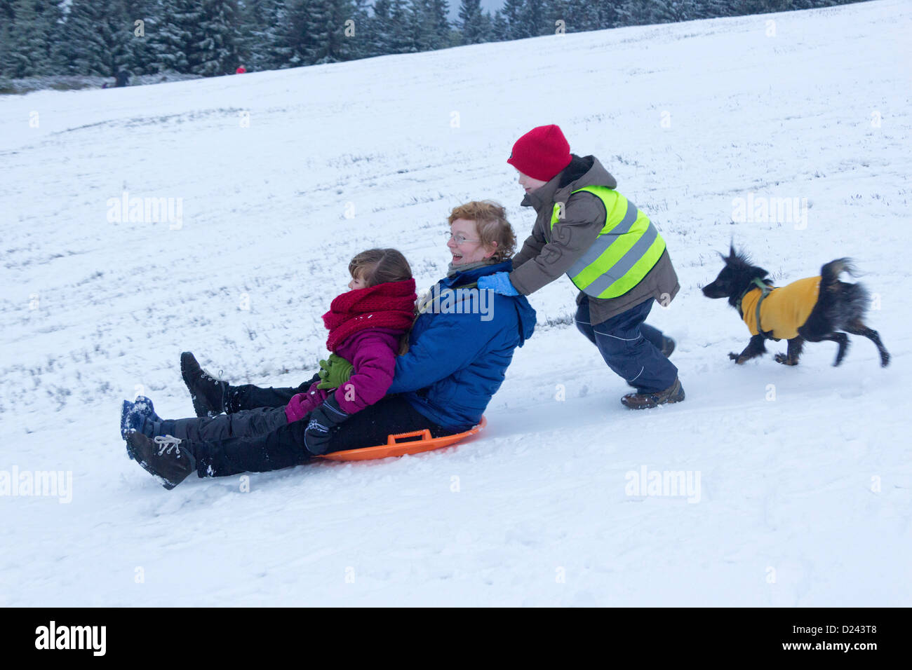 Dog tobogganing hi-res stock photography and images - Alamy