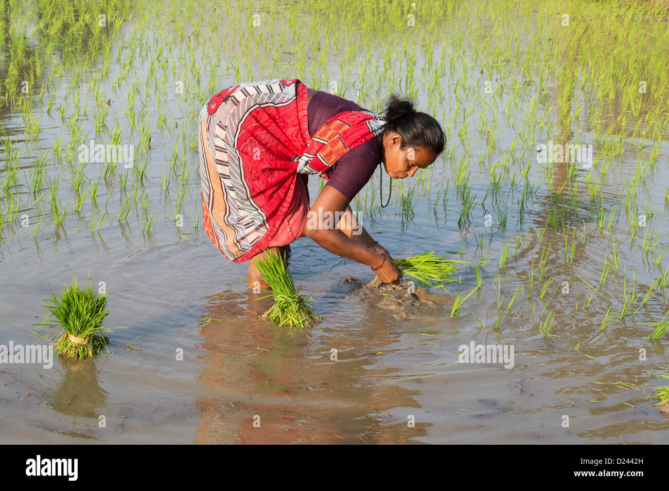 Indian woman planting young rice plants in a paddy field. Andhra ...