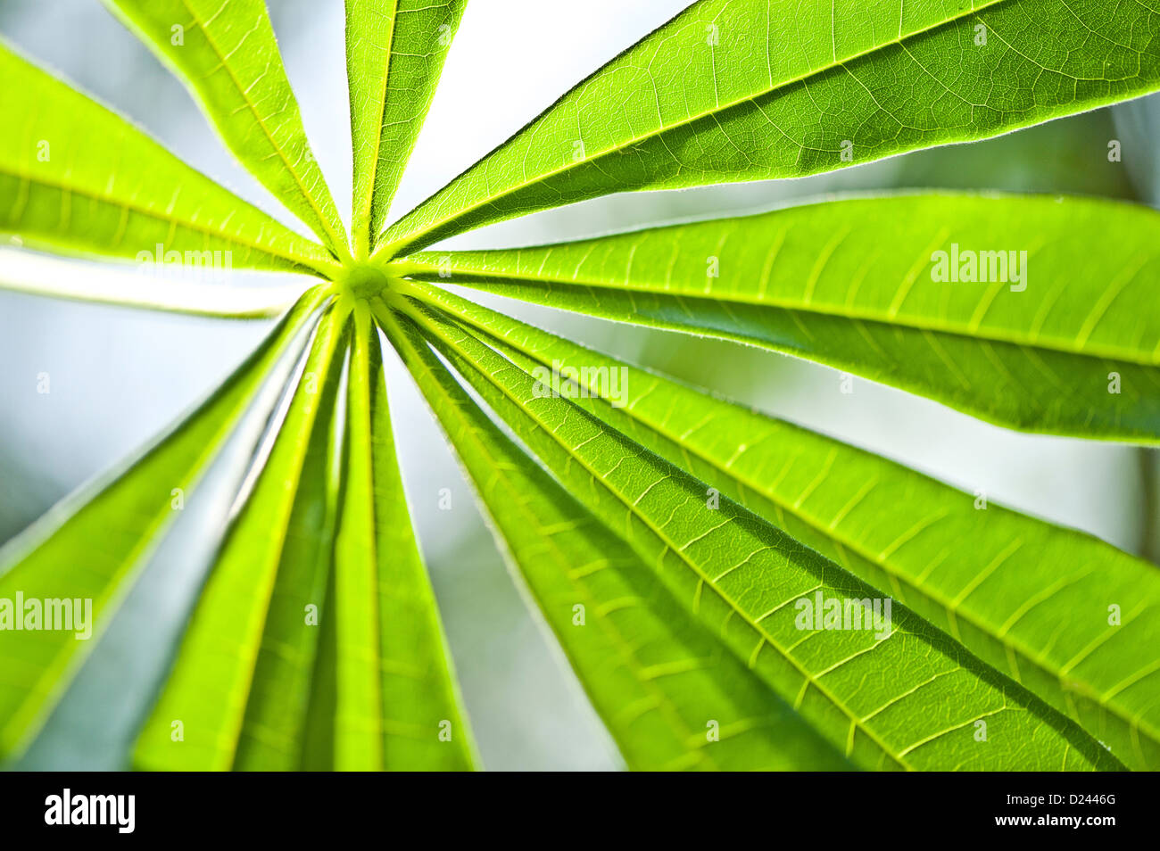 Veins and structure of a green plant Stock Photo - Alamy