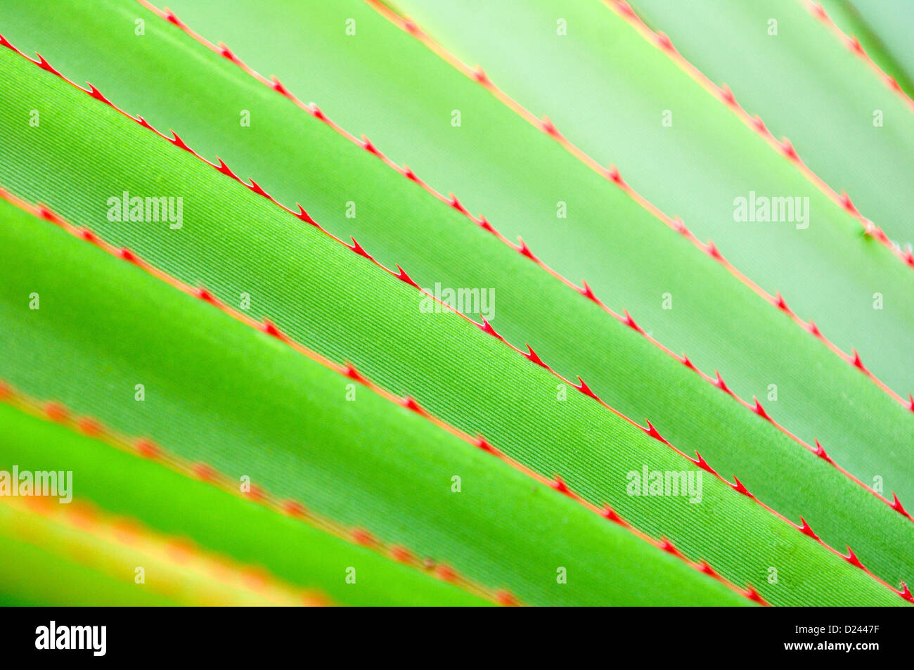 Details ans structure of a succulent plant Stock Photo - Alamy