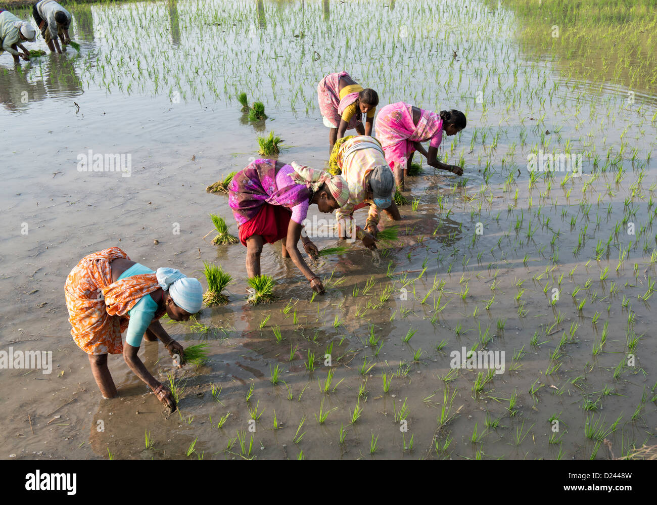 Indian women working in paddy hi-res stock photography and images - Alamy