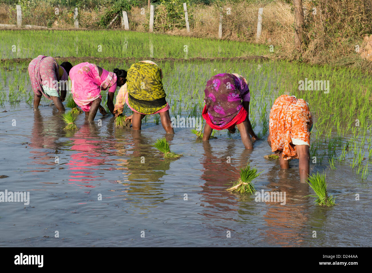 Indian women planting young rice plants in a paddy field. Andhra ...