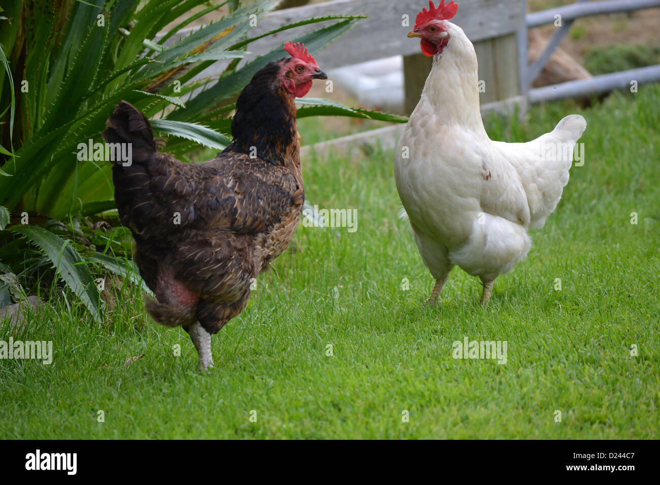 chickens, birds, farm Stock Photo - Alamy