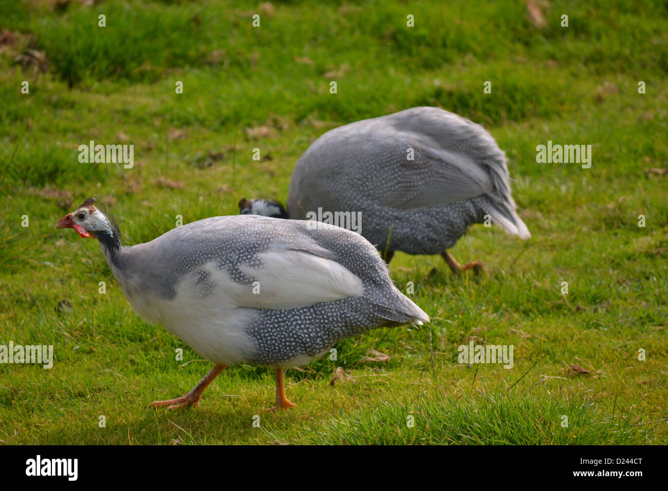 chickens, birds, farm Stock Photo - Alamy