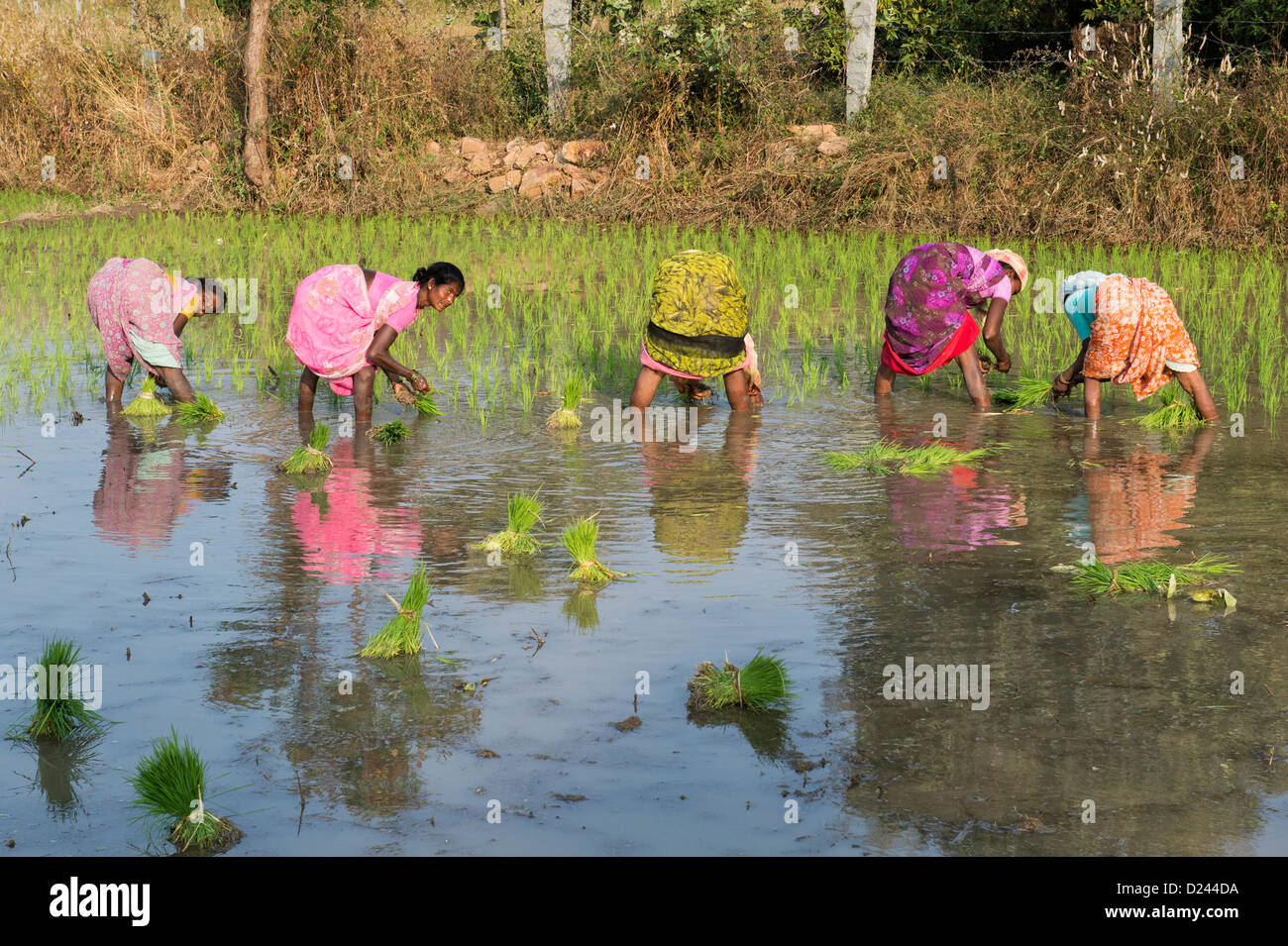 Indian women planting young rice plants in a paddy field. Andhra ...