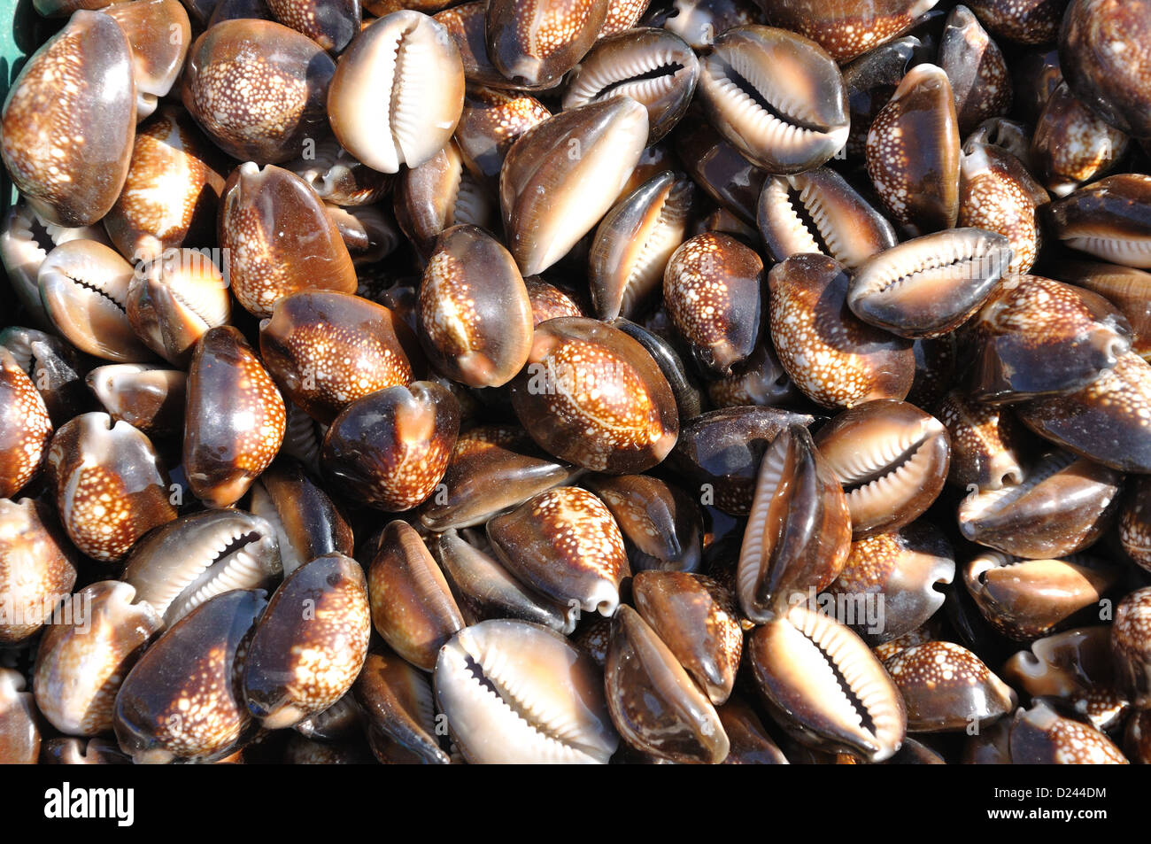 Indian cypraea seashells hi-res stock photography and images - Alamy