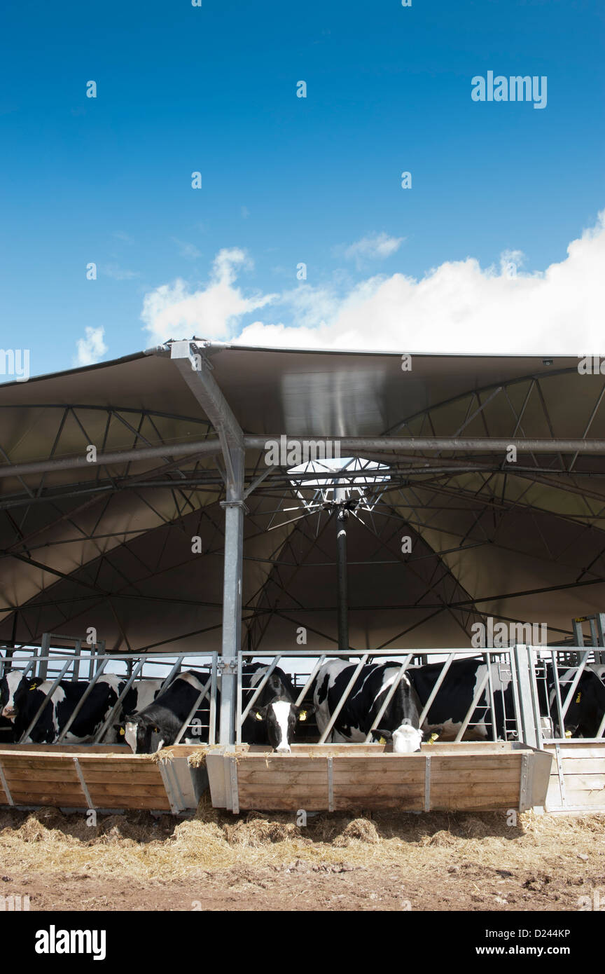 Dairy heifers in a Roundhouse building, desined for a healthy ...