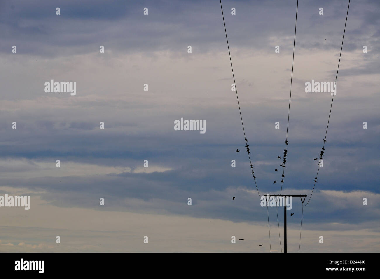 Birds sitting on power lines hi-res stock photography and images - Alamy