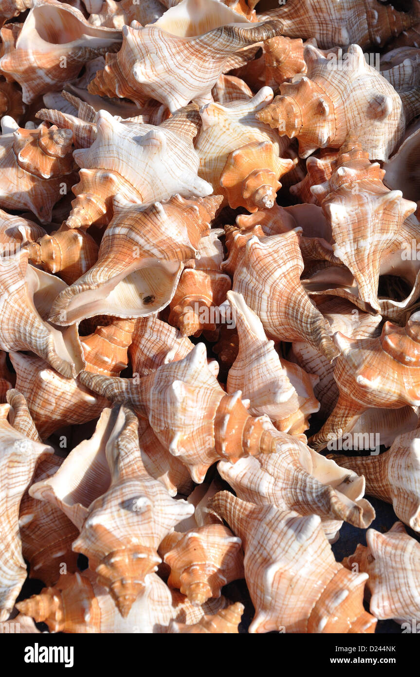 Horse conch hi-res stock photography and images - Alamy