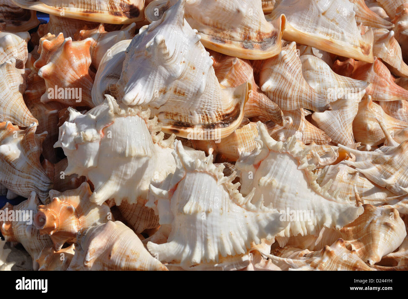 Murex mollusc shell hi-res stock photography and images - Alamy
