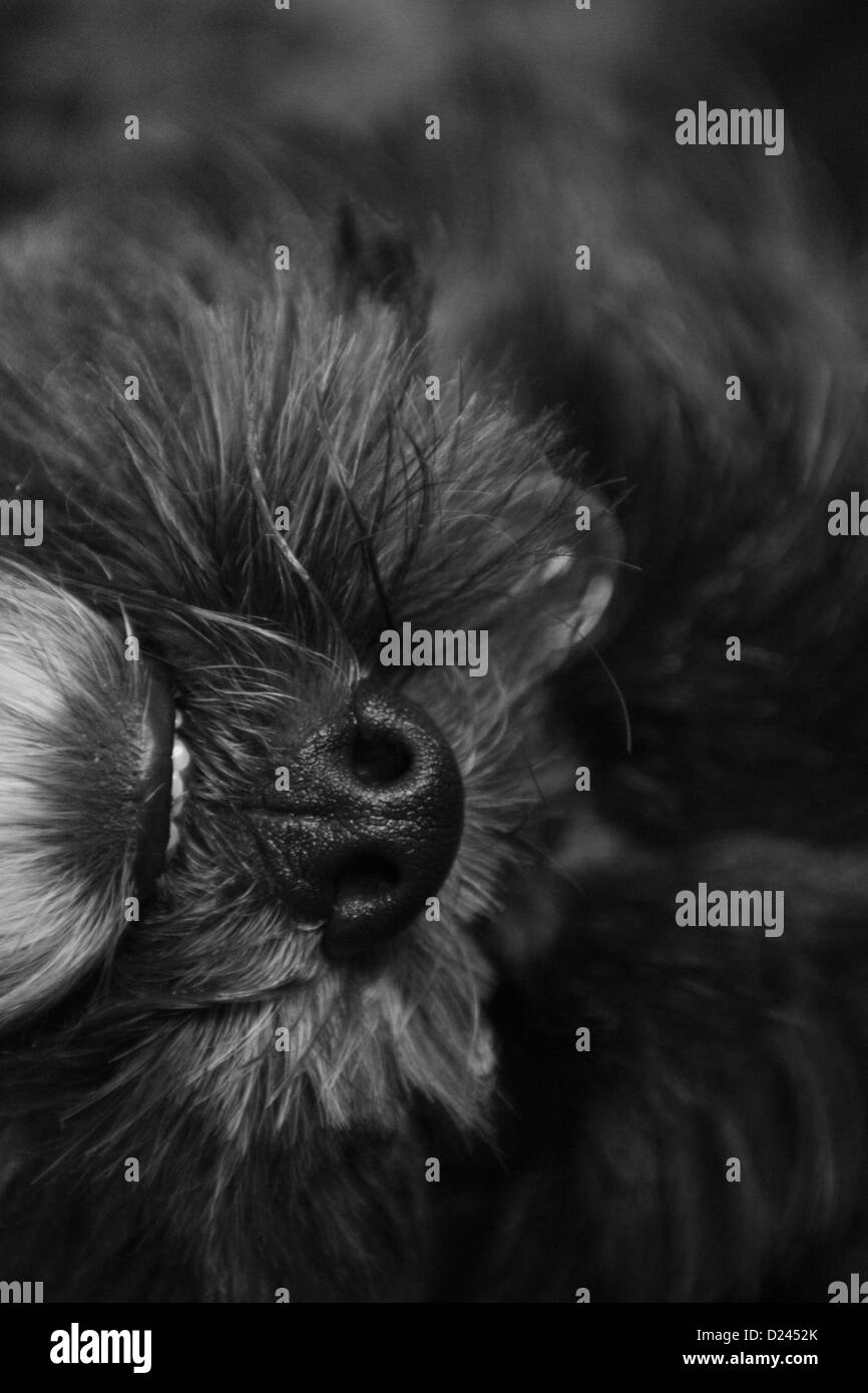 Cute little dog pet Black and White Stock Photos & Images - Alamy