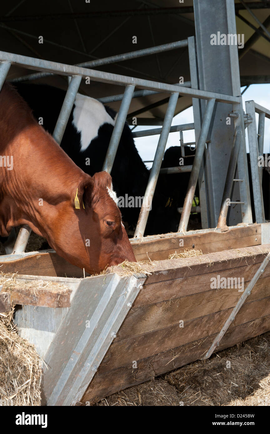 Dairy heifers in a Roundhouse building, designed for a healthy ...
