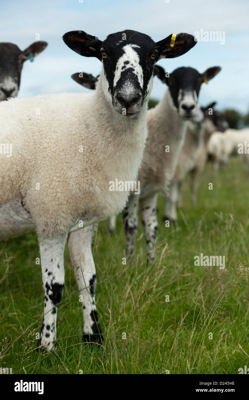 Clipped Mule ewes in lowland pasture. UK Stock Photo - Alamy