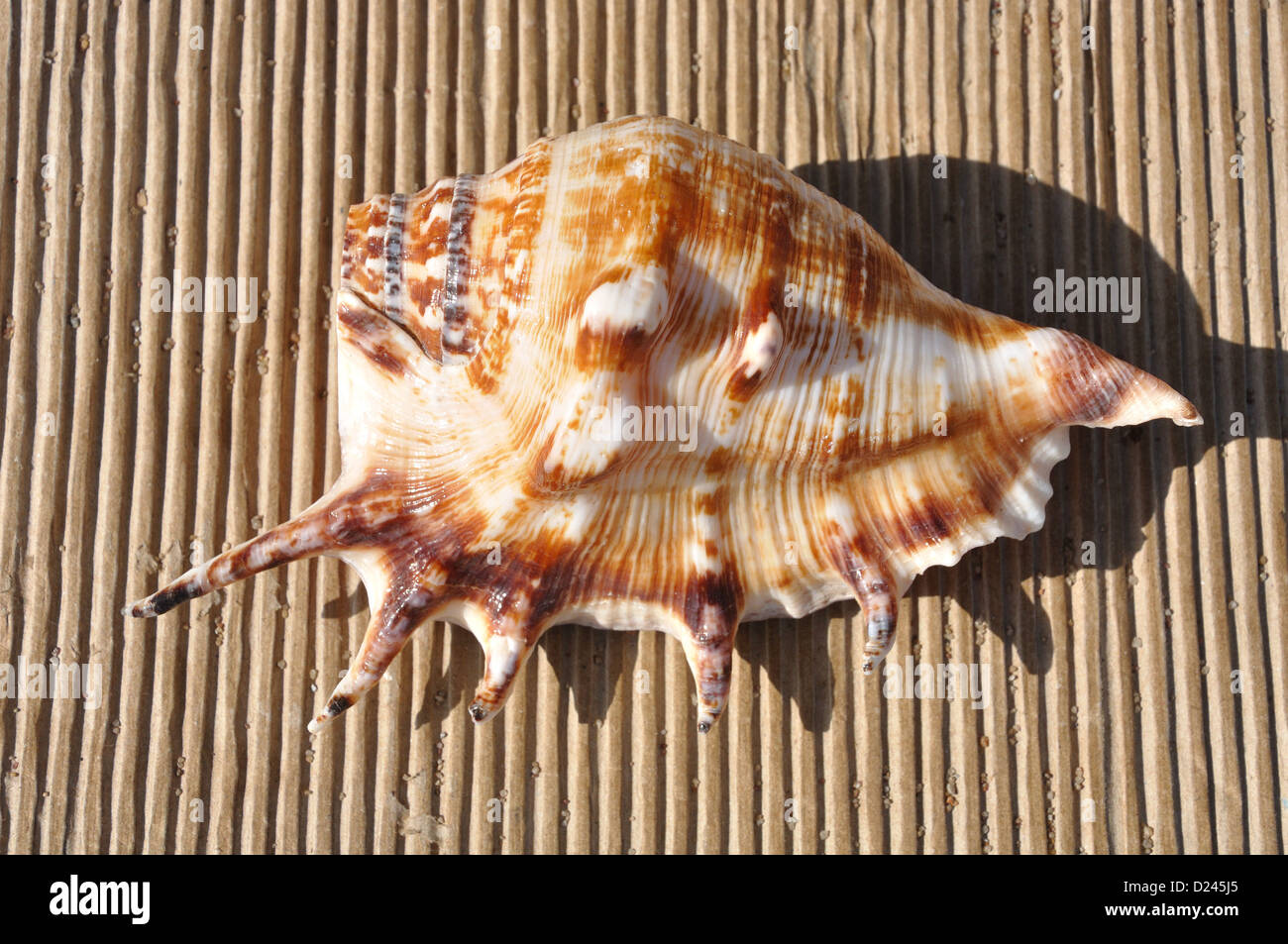 Indian Rock Shell, Lace Murex Stock Photo - Alamy
