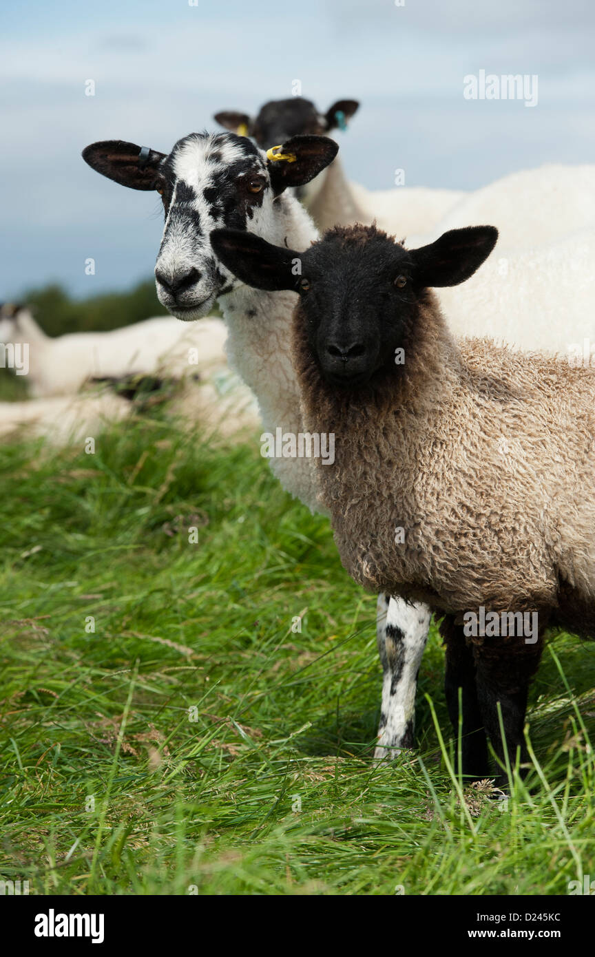 Clipped Mule ewes with suffolk cross lambs in lowland pasture. UK Stock ...