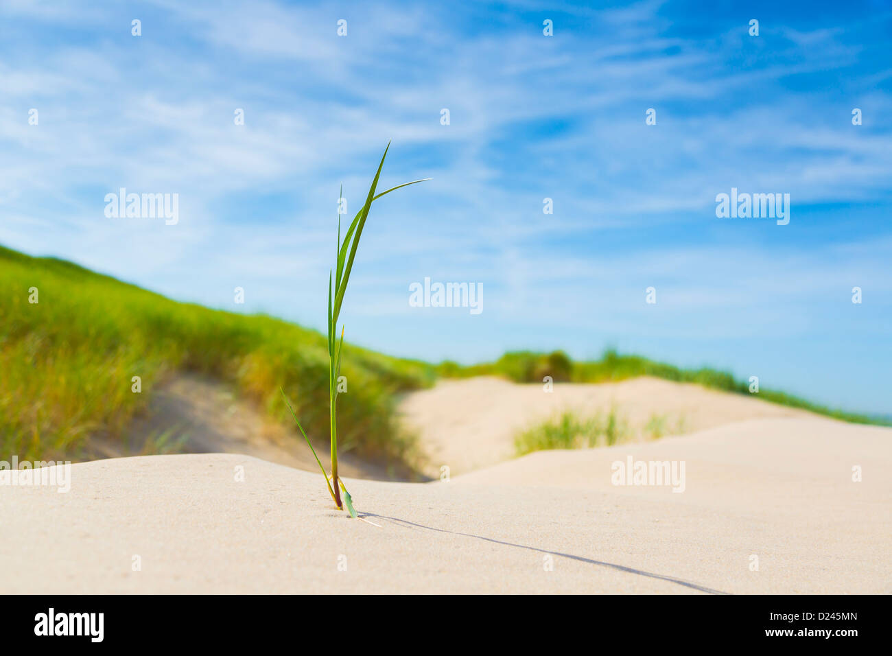 Netherlands, Grass growing on sand dunes Stock Photo - Alamy