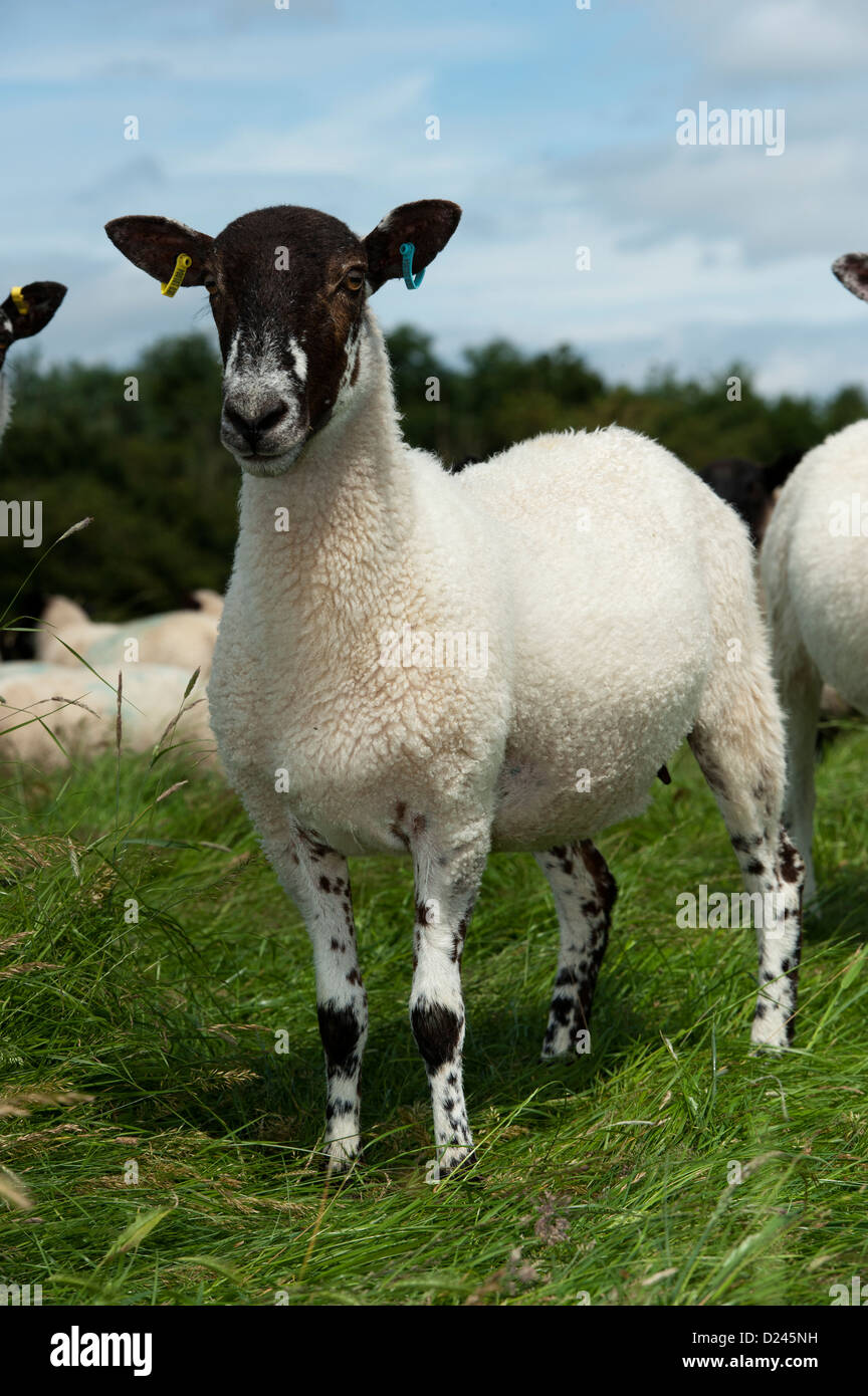 Clipped Mule ewes in lowland pasture. UK Stock Photo - Alamy