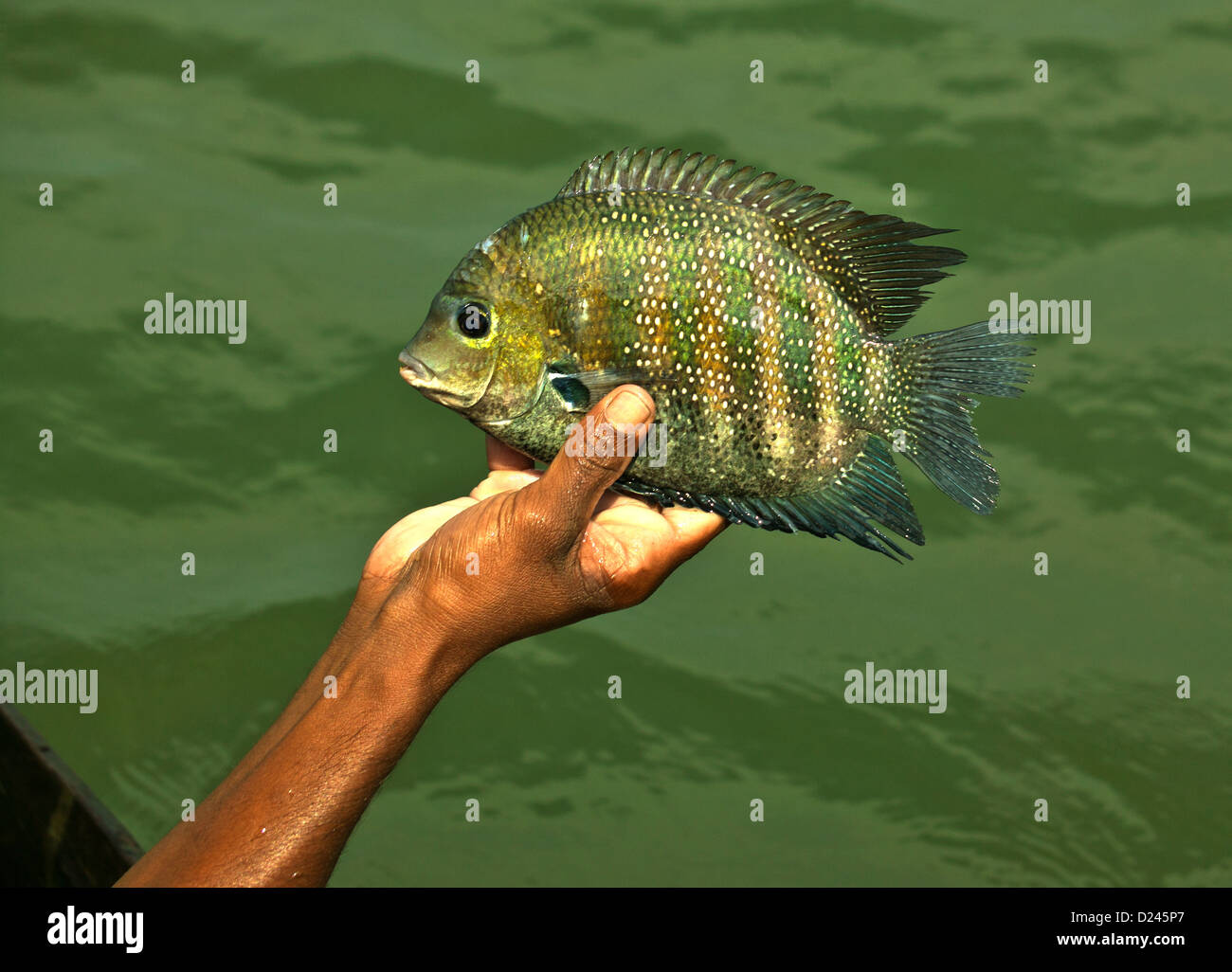A FISH FROM THE PORT AREA OF COCHIN INDIA WHICH IS VERY HEAVILY ...