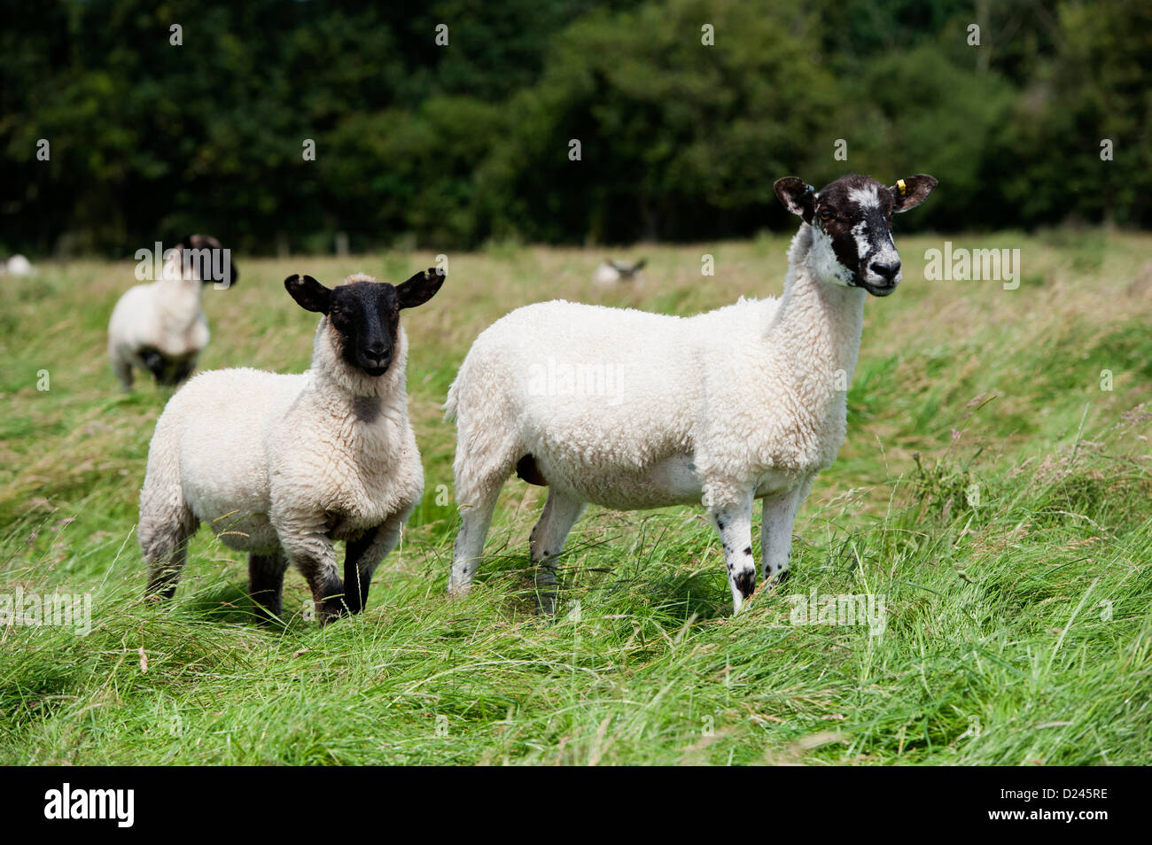 Newly shorn Mule ewe with suffolck crossbred lamb in lowland pasture ...