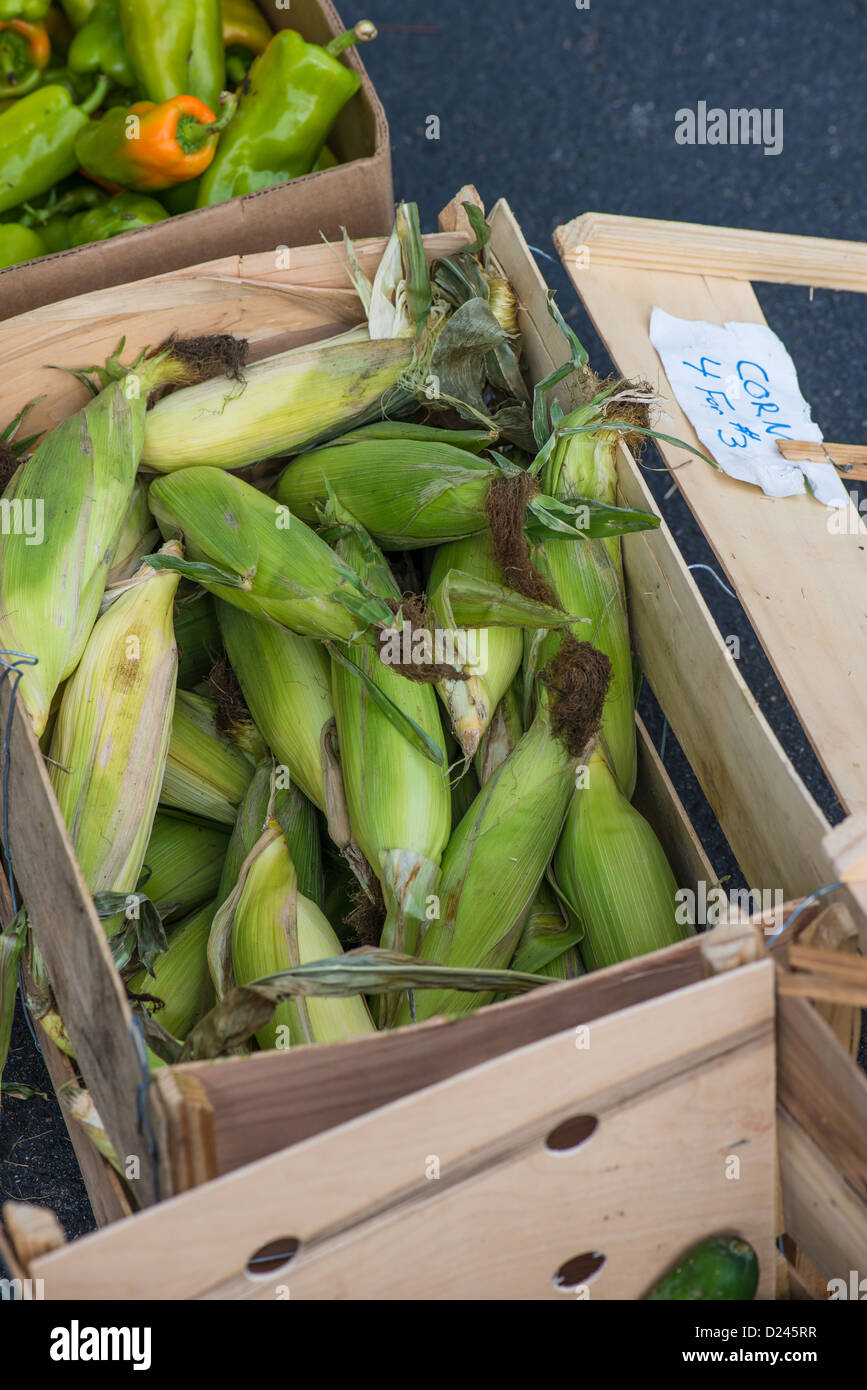 freshly harvested corn in boxes at a open air farmers market Stock ...