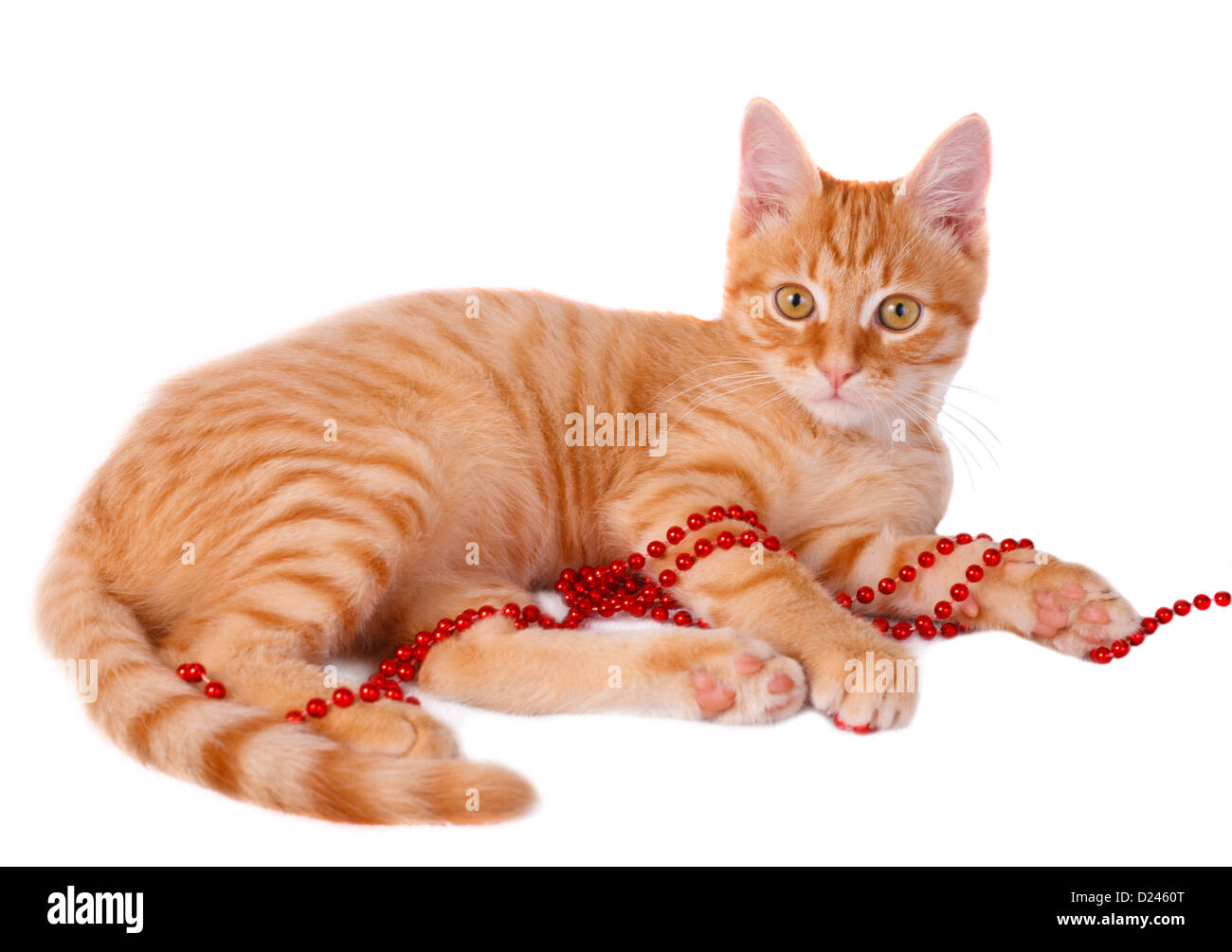 Animal cat Cut Out Stock Images & Pictures - Alamy