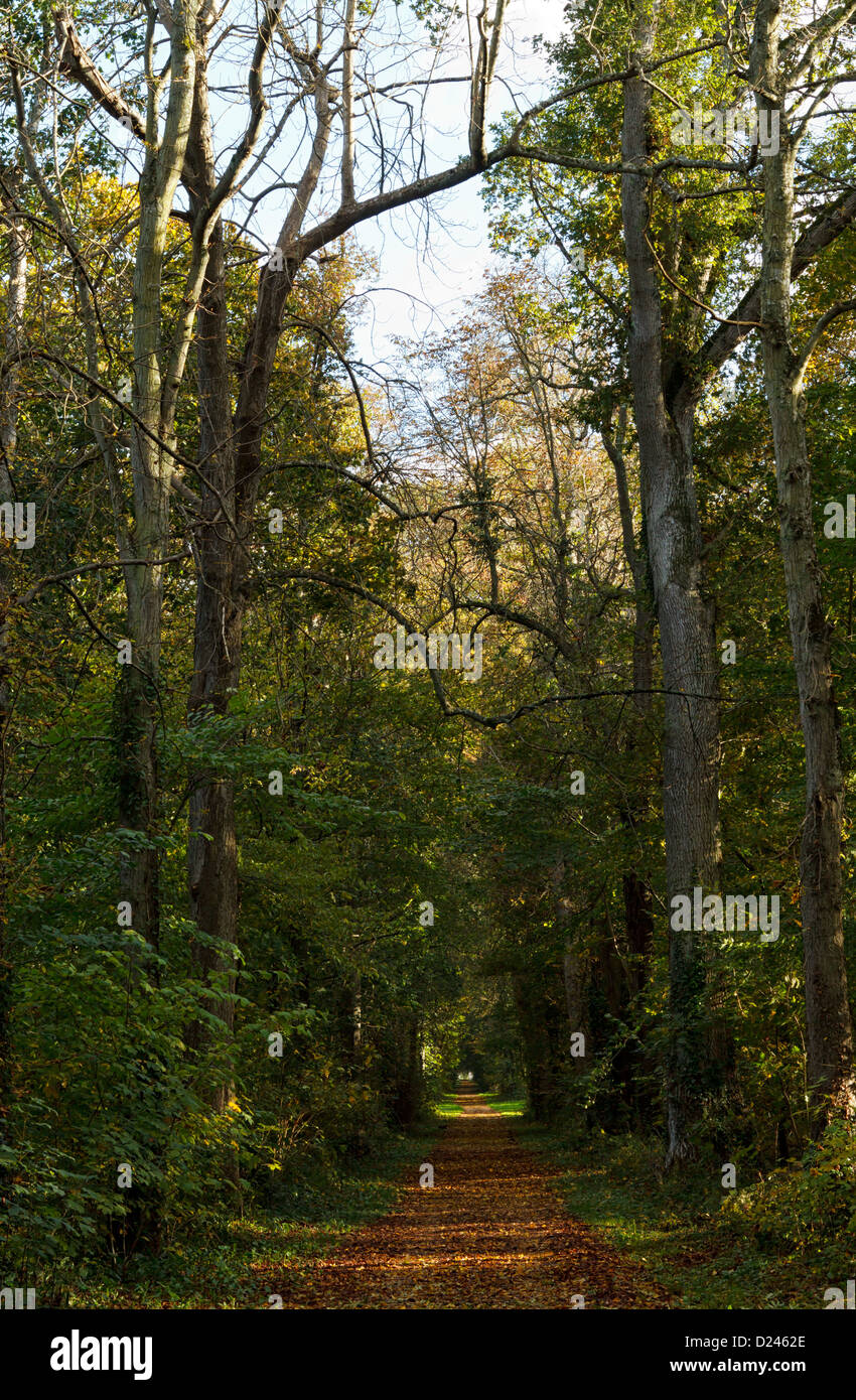 Path through forest Stock Photo - Alamy