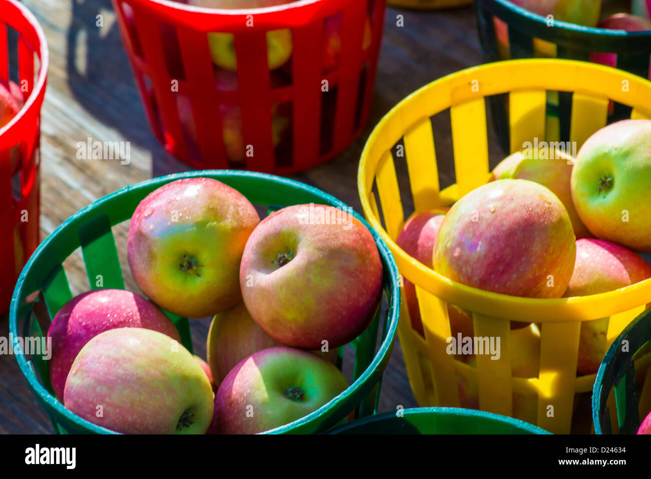 Baskets heaping with organic farm fresh red and green apples ready to ...