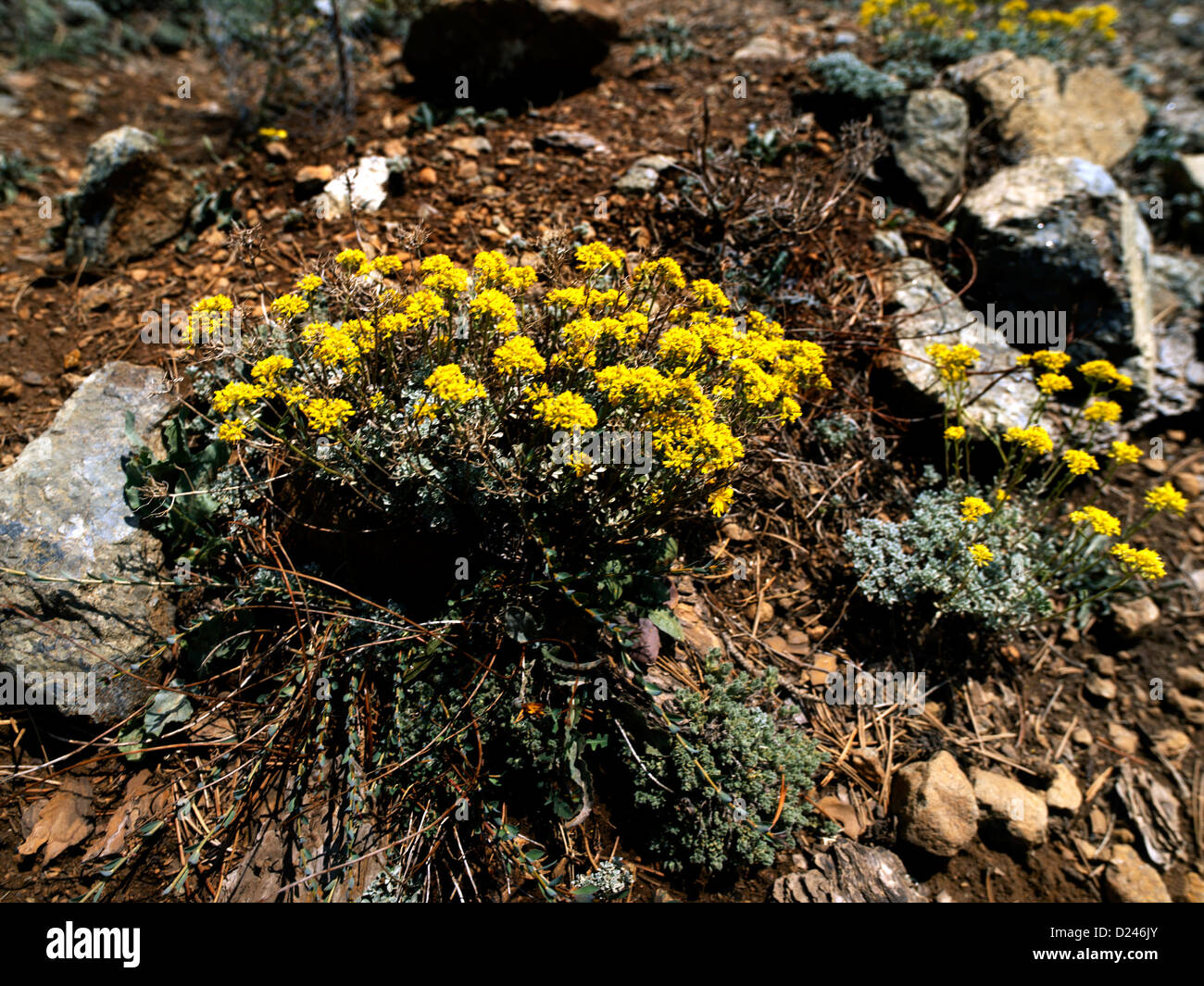 Mount Olympus Cyprus Yellow Spring Flowers Stock Photo - Alamy