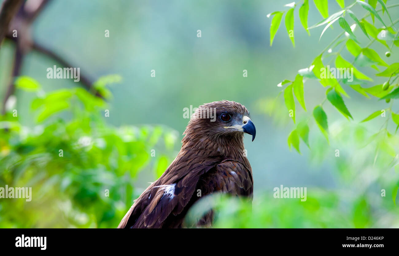 Indian black kite raptor bird hi-res stock photography and images - Alamy