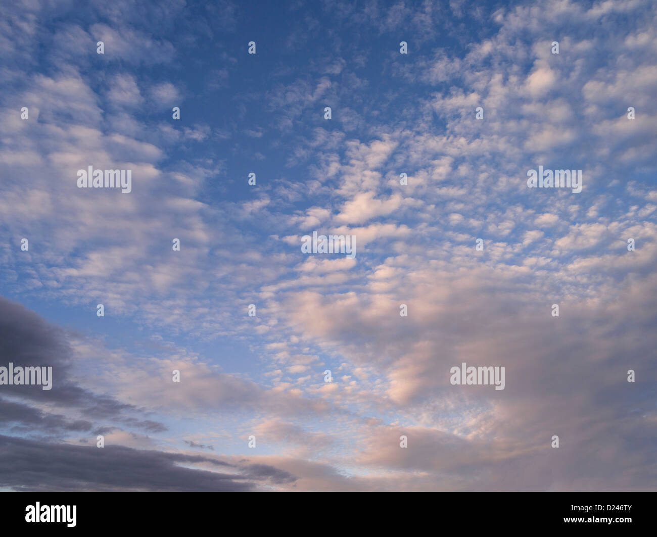 Evening sky with mackerel cirrus or alto-cirrus clouds Stock Photo - Alamy