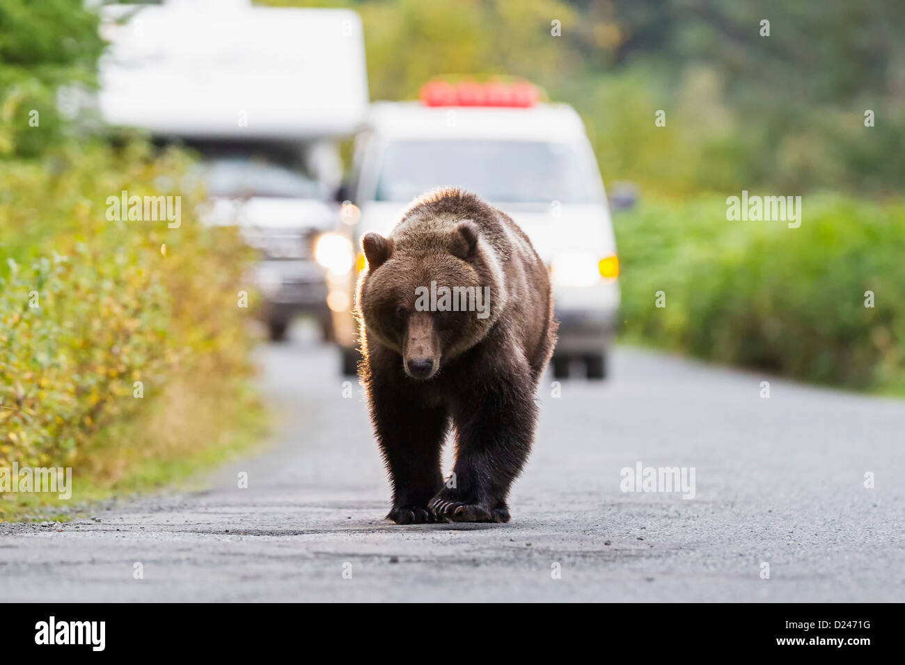 USA, Brown bear walking on road in front of cars Stock Photo - Alamy
