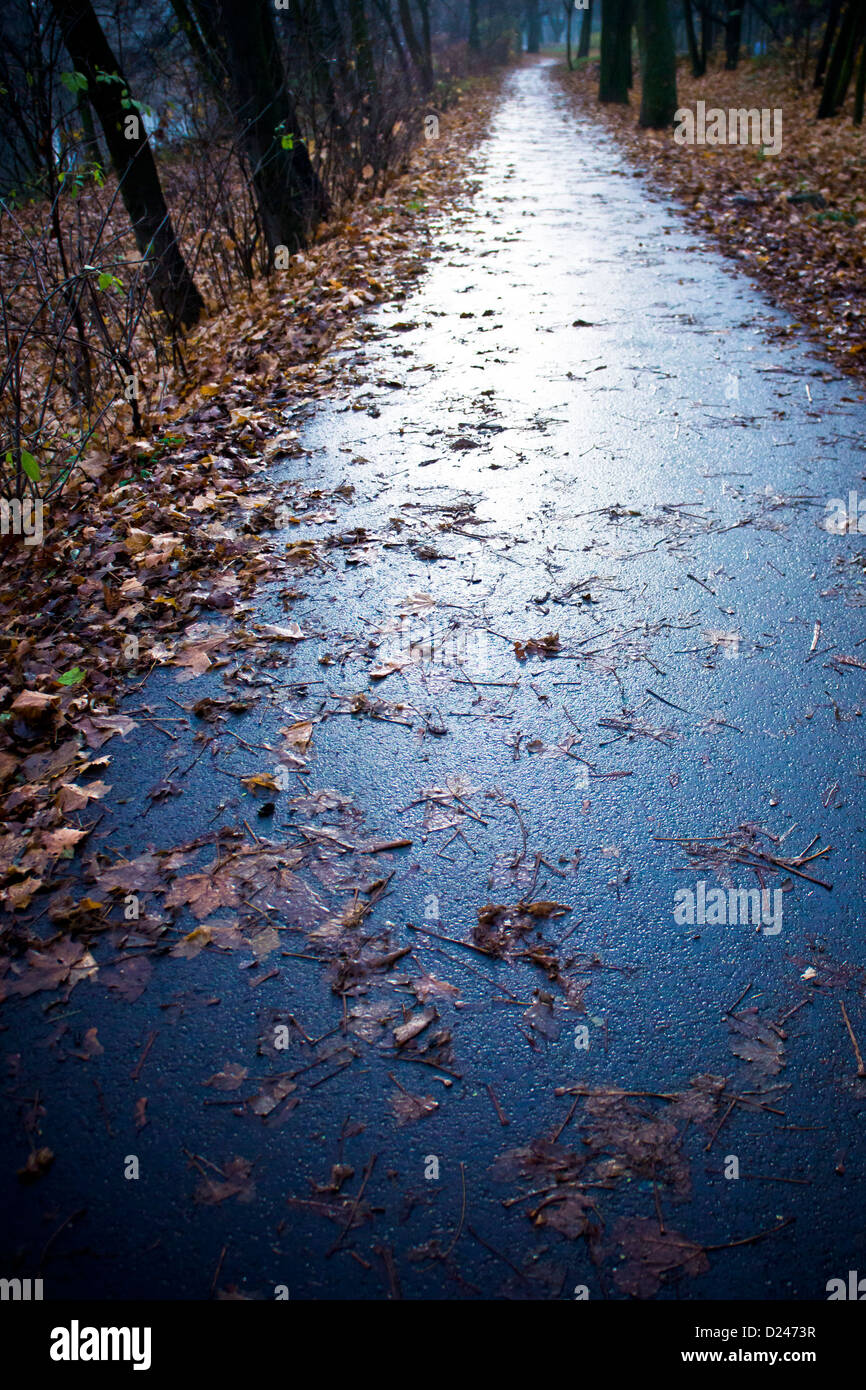 wet road after rain, covered with fallen leaves Stock Photo - Alamy