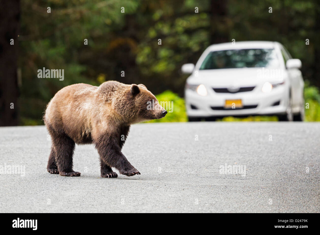 USA, Alaska, Brown bear crossing road in front of car Stock Photo - Alamy