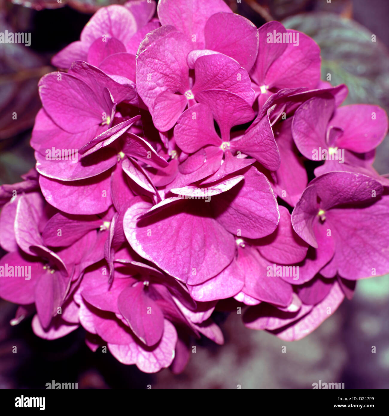 Pink Hydrangea Garden Flower Stock Photo - Alamy