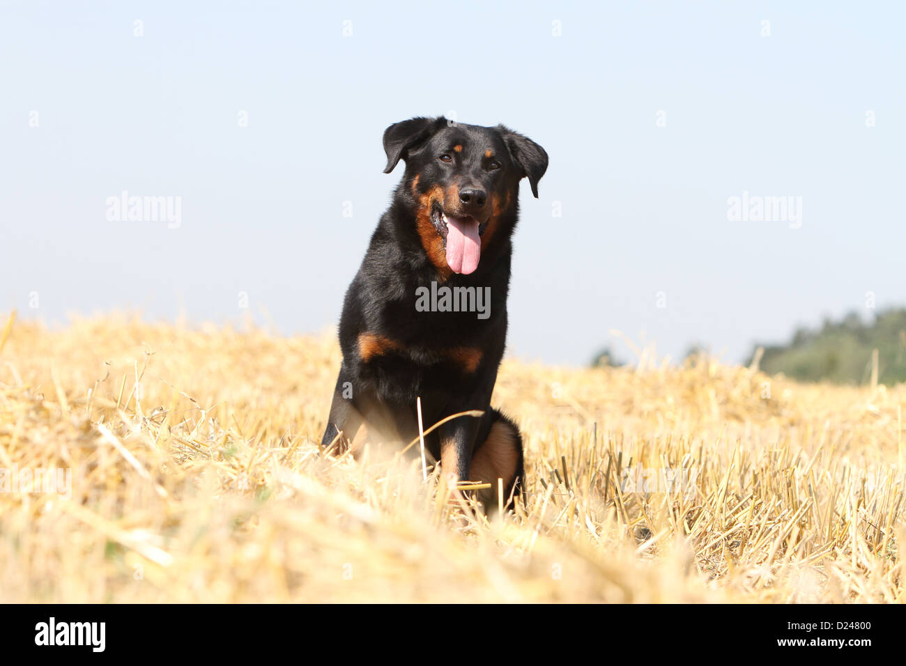 Dog Beauceron / Berger de Beauce adult (black and tan) sitting in a ...