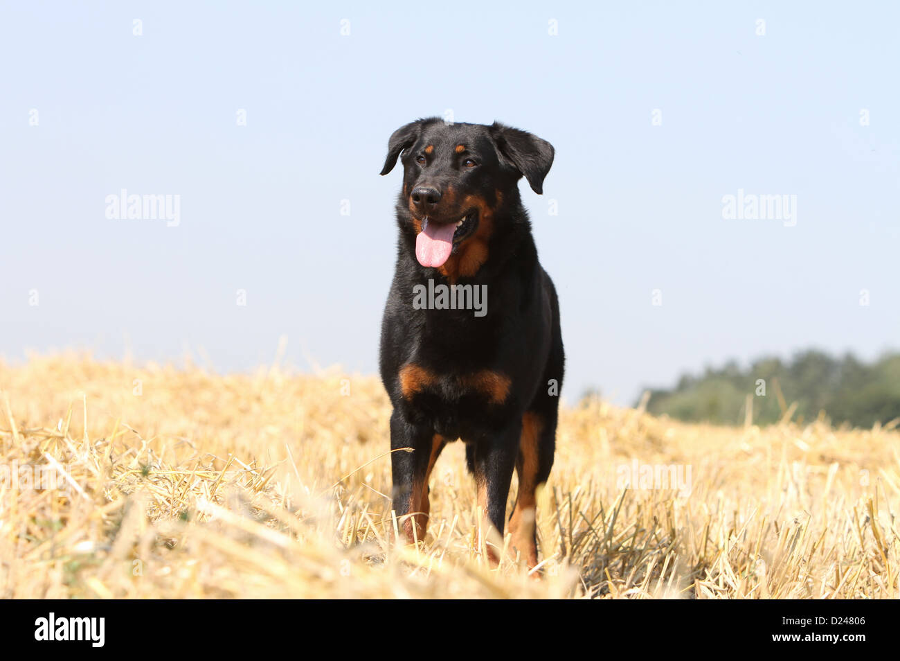 Dog Beauceron / Berger de Beauce adult (black and tan) standing in a ...